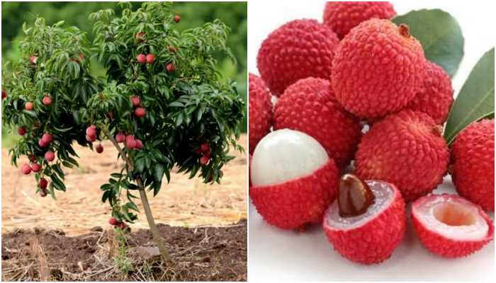 Densidad y marco de plantación del lichi - Agroproyectos