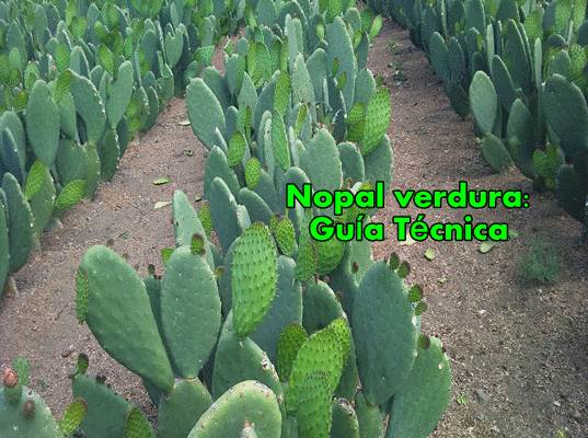 Nopal verdura: Guía Técnica - Agroproyectos