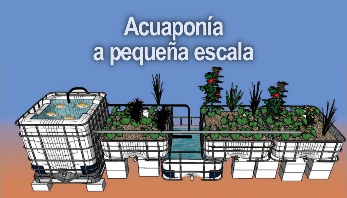 Producción de alimentos en Acuaponía a pequeña escala - Agroproyectos
