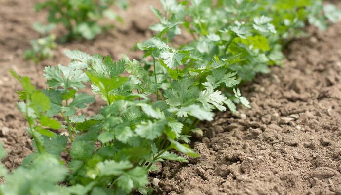 Cultivo de cilantro, guía paso a paso - Agroproyectos