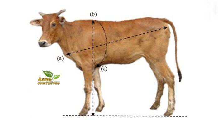 ¿Cómo calcular el peso del Ganado sin bascula? - Agroproyectos ¿Cómo calcular el peso del Ganado sin bascula? - Agroproyectos